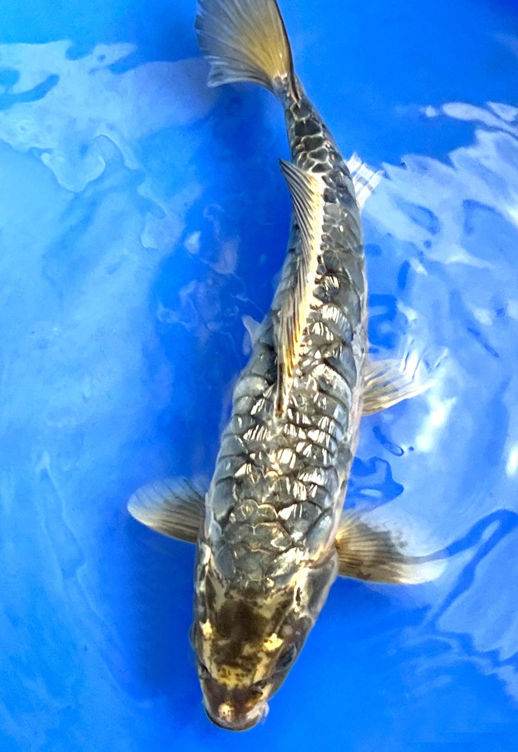 Big Scale Ca 35 Cm Koi Teich Dollinger